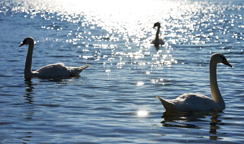 Cisne En El Lago Soleado En Italia Imagen de archivo - Imagen de ...