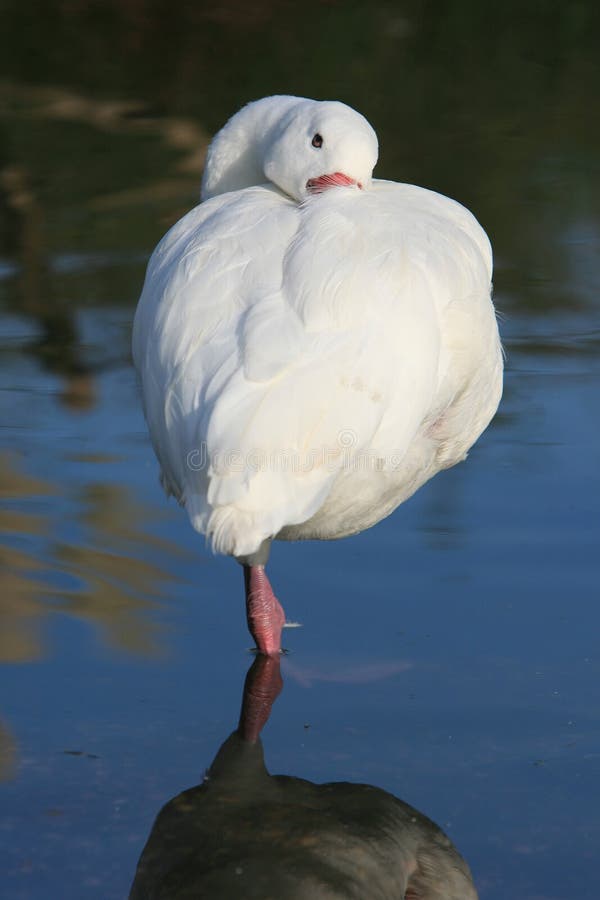 608 Pata Del Cisne Blanco Fotos - Libres de Derechos y Gratuitas de ...