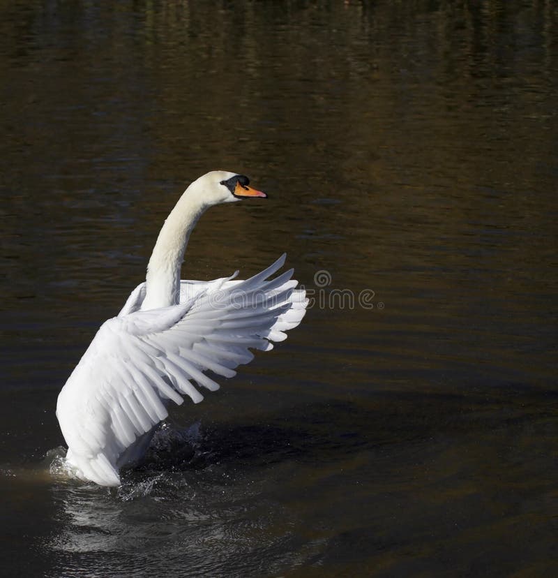 Cisne Ereta Na Borda Do Gelo Com Asas Espalhadas Imagem de Stock ...