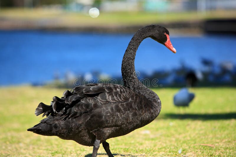 Cisne negro foto de archivo. Imagen de animal, pico, yermo - 33032156