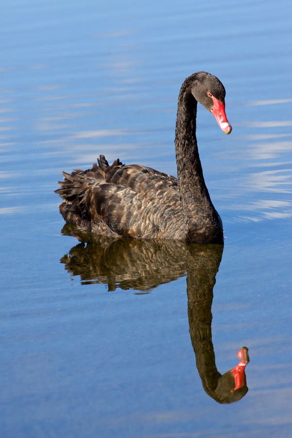 Grupo De La Familia Del Cisne Negro Foto de archivo - Imagen de negro ...