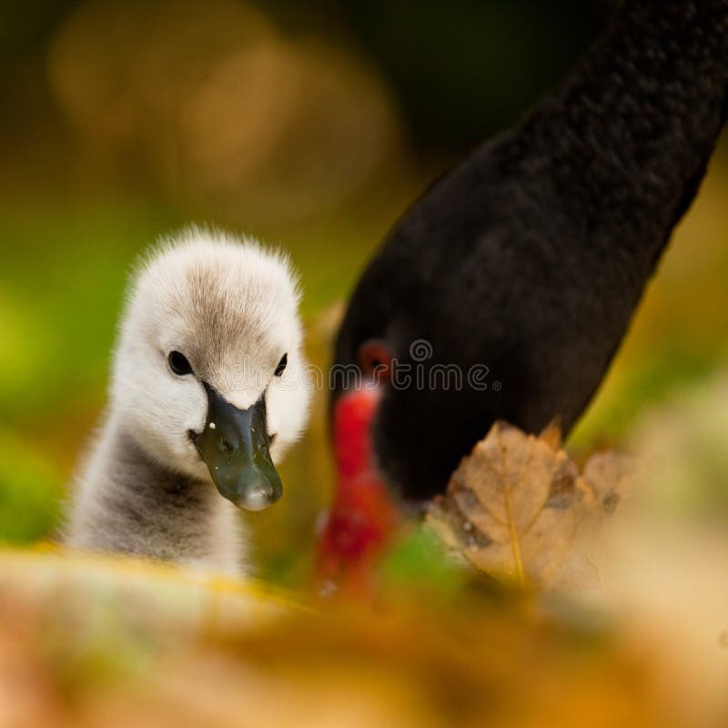 Familia De Los Cisnes Negros Imagen de archivo - Imagen de dulce ...