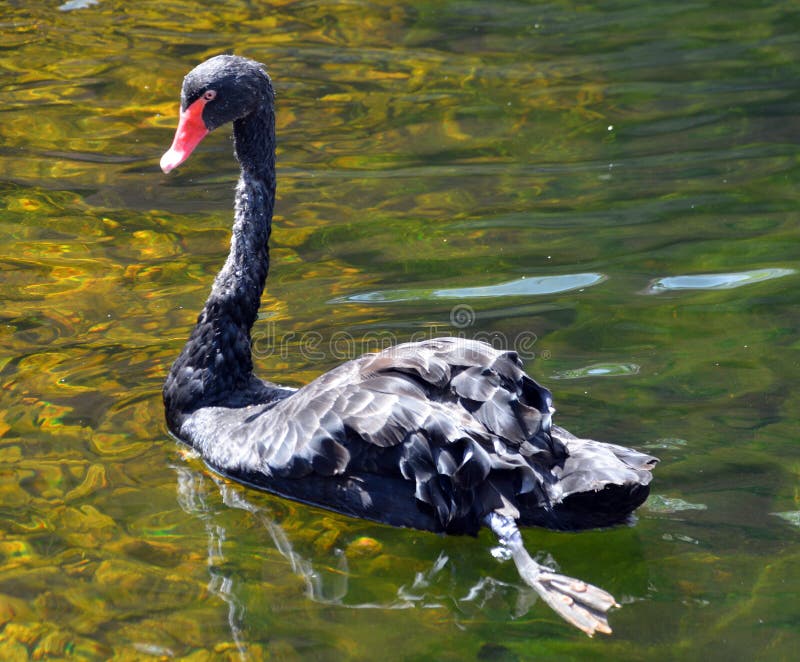 Cisne Negro Es Un Gran Ave Acuática Una Especie De Cisne Que Se ...