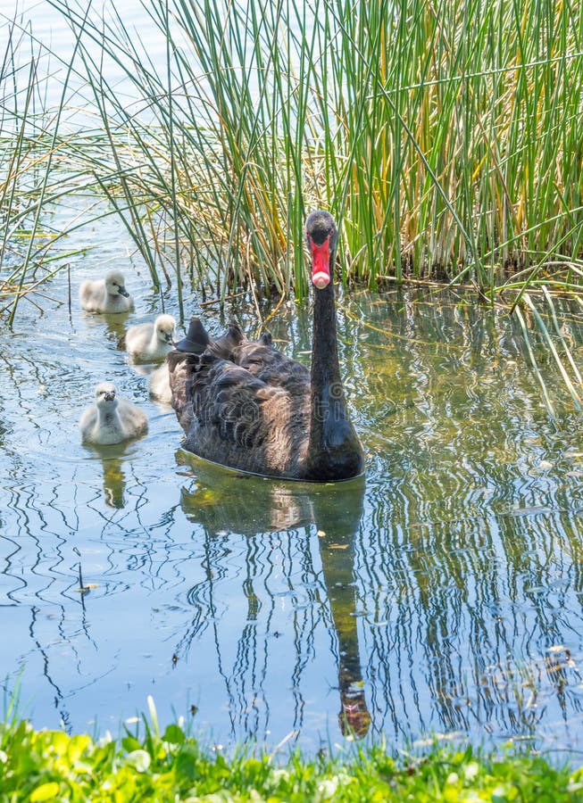 Cisne Negro Con Los Pollos Del Cisne Imagen de archivo - Imagen de ...