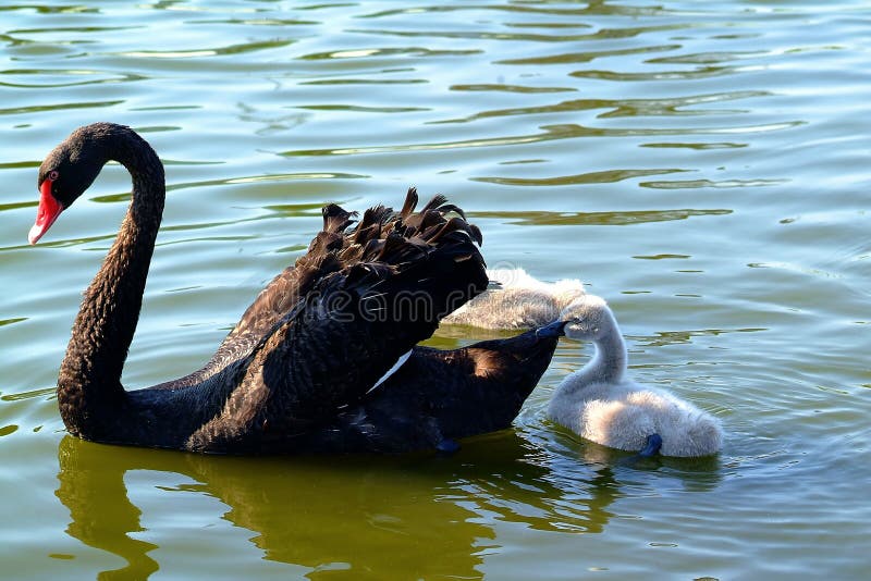 Cisne negro y bebé foto de archivo. Imagen de cignus, animales - 267820