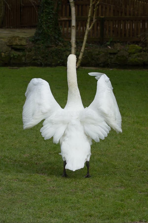 Cisne que estica suas asas imagem de stock. Imagem de alaranjado - 92050701