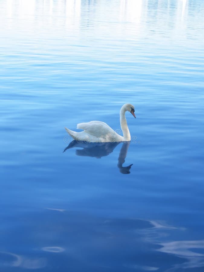 Cisne real imagen de archivo. Imagen de cisne, espejo, agua - 152079