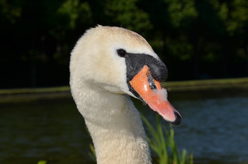 Cisne real do cisne branco foto de stock. Imagem de alaranjado - 234996326