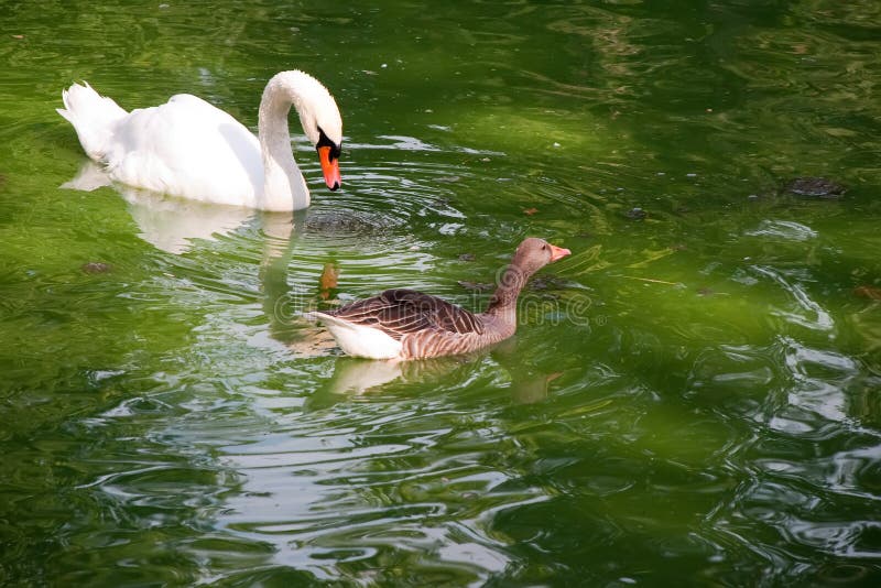 Cisne y pato imagen de archivo. Imagen de salvaje, cisne - 23755091