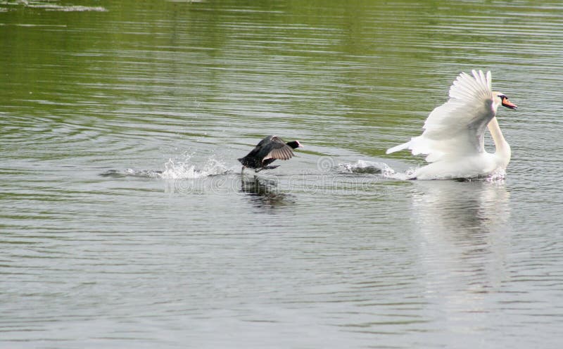 Cisne Y Pato, Peleas De La Vecindad Imagen de archivo - Imagen de cisne ...