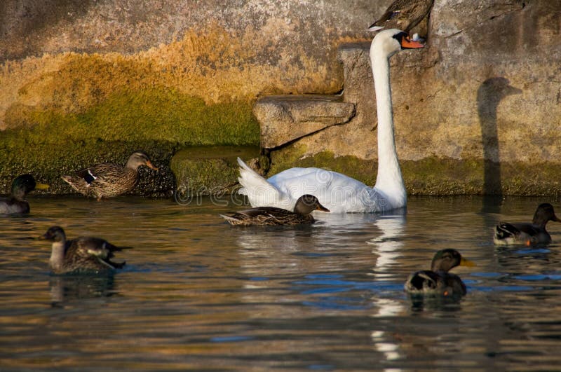 Cisne y patos foto de archivo. Imagen de azul, escena - 112161194