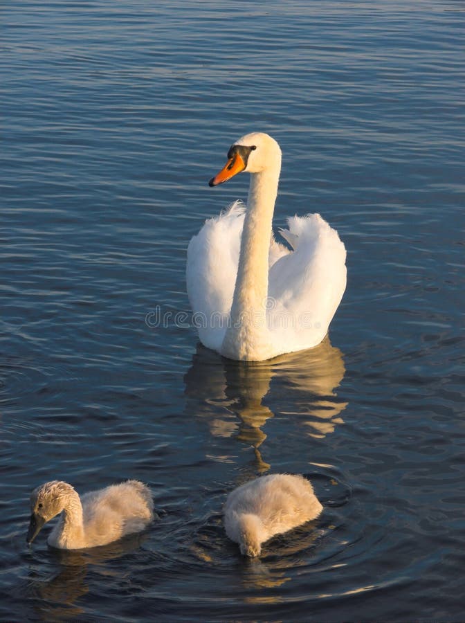 Cisnes foto de stock. Imagem de lago, penas, cisnes, cisne - 2697314