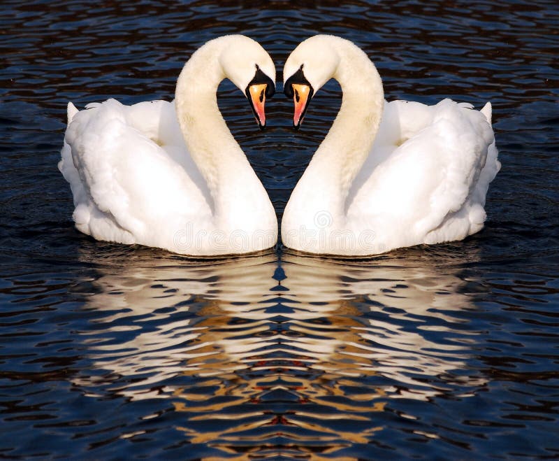 Cisnes en amor imagen de archivo. Imagen de animal, cubo - 7558245