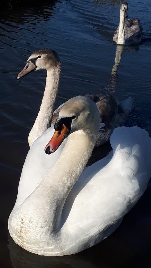 Cisnes hermosos imagen de archivo. Imagen de agua, hermoso - 132192067