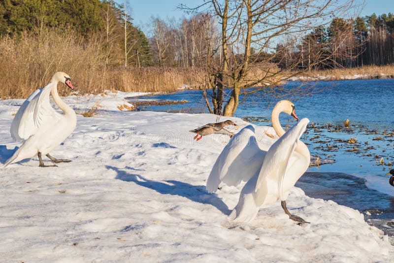 Cisnes y pato imagen de archivo. Imagen de lodo, postura - 90339625