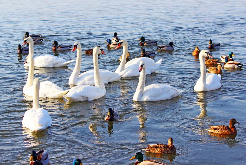 Cisnes y patos imagen de archivo. Imagen de hielo, invierno - 38657819