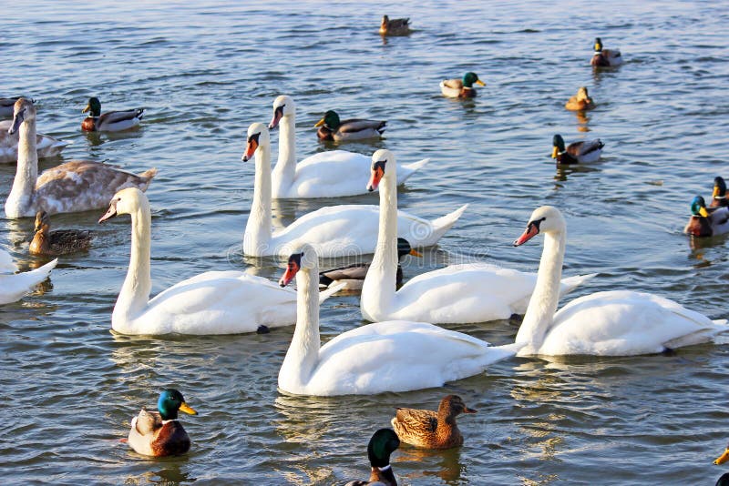 Cisnes y patos imagen de archivo. Imagen de hielo, invierno - 38657819