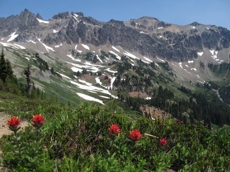 Cispus Pass stock image. Image of cispus, trees, wilderness - 29496009