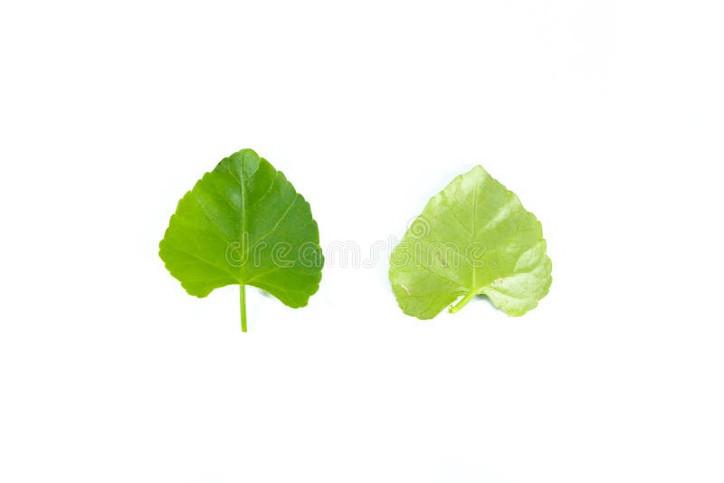 Cissus Quadrangularis L. White Background in Studio Stock Image - Image ...