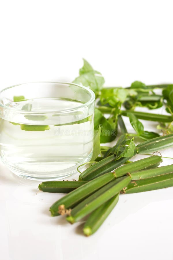 Cissus Quadrangularis Linn.,tree. Stock Photo - Image of medicinal ...