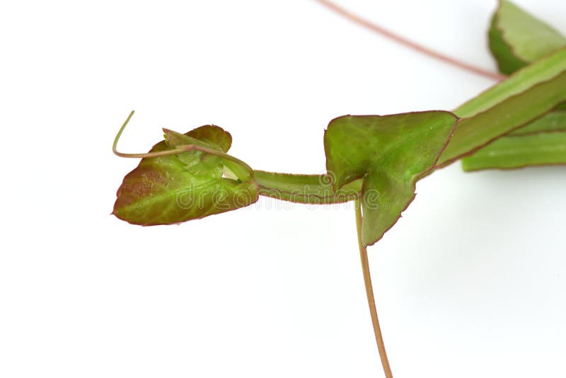 Cissus Quadrangularis Linn.,tree. Stock Image - Image of bouquets ...