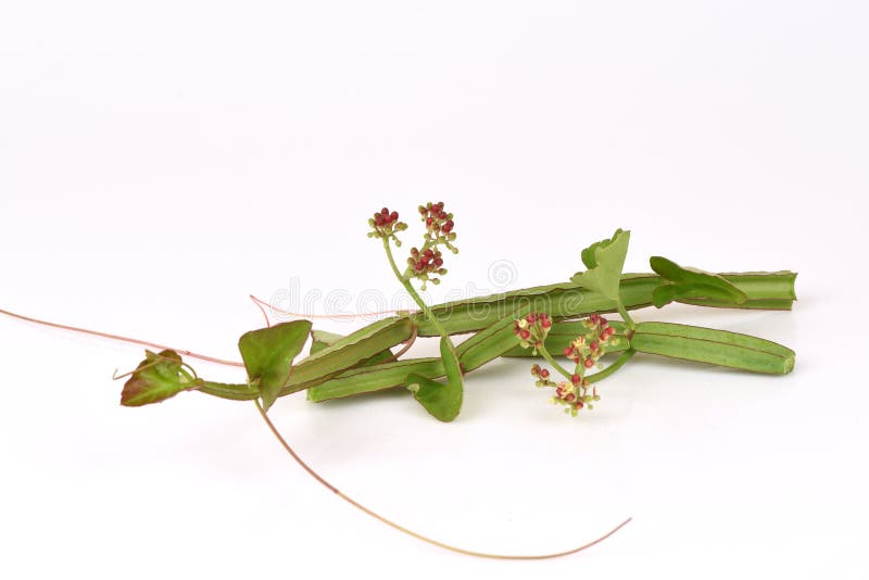 Cissus Quadrangularis Linn.,tree. Stock Image - Image of tree, cure ...