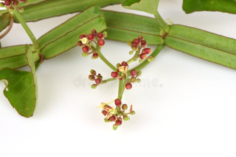 Cissus Quadrangularis Linn.,tree. Stock Photo - Image of quadrangularis ...