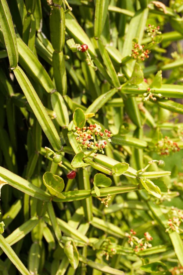Green Cissus Quadrangularis Plant in Nature Garden Stock Photo - Image ...
