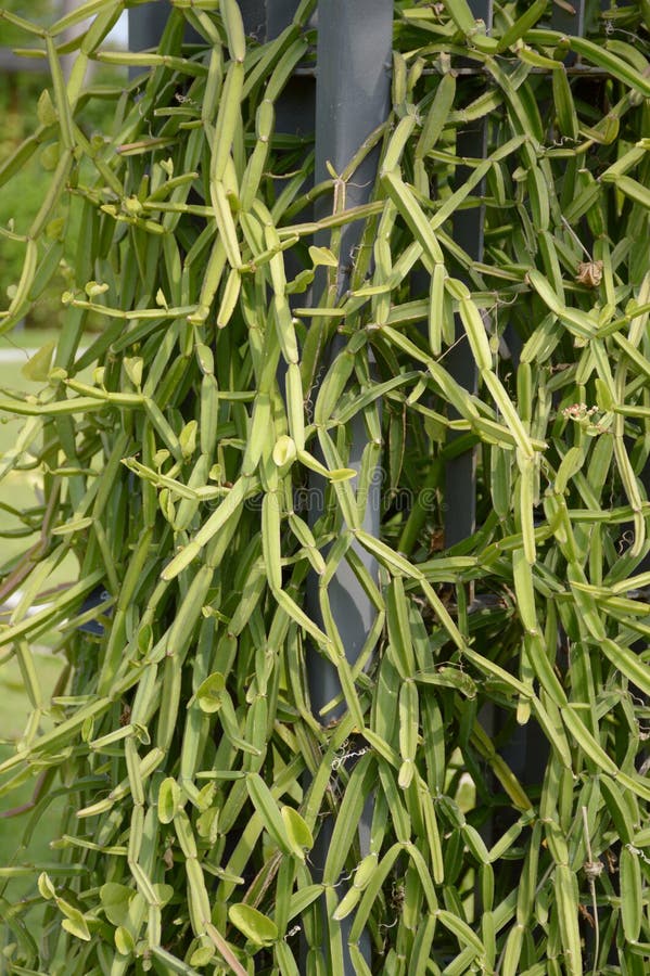 Cissus Quadrangularis Linn.,tree. Stock Photo - Image of quadrangularis ...