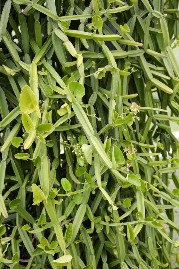 Green Cissus Quadrangularis Plant in Nature Garden Stock Photo - Image ...