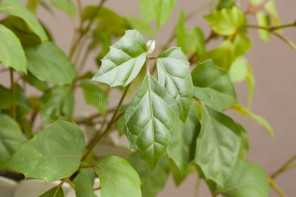 Cissus rhombifolia stock photo. Image of pattern, flower - 10240898