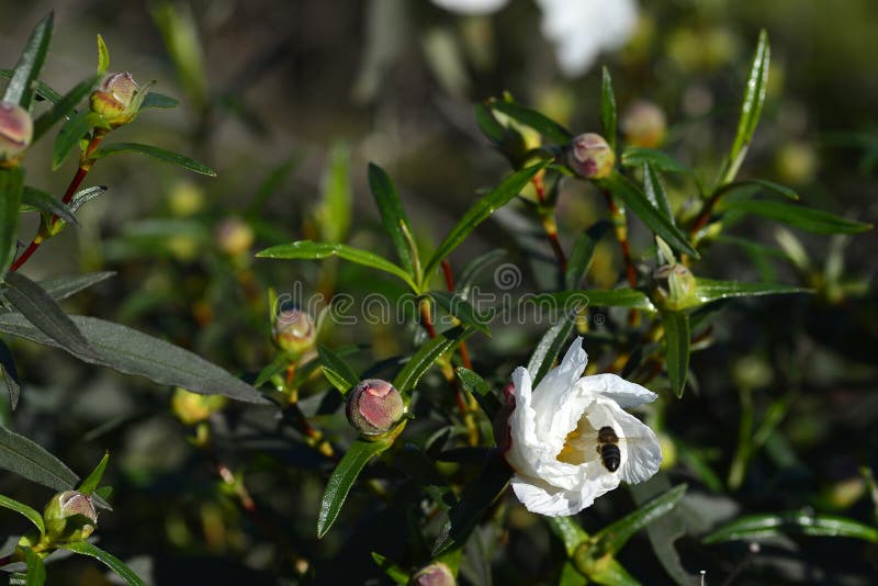 Cistus O Flor De Rockrose Conocida Como Rockrose Steppe O Jaguarzo Foto ...