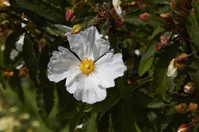 Cistus stock photo. Image of botany, blooming, snow, yellow - 72982248