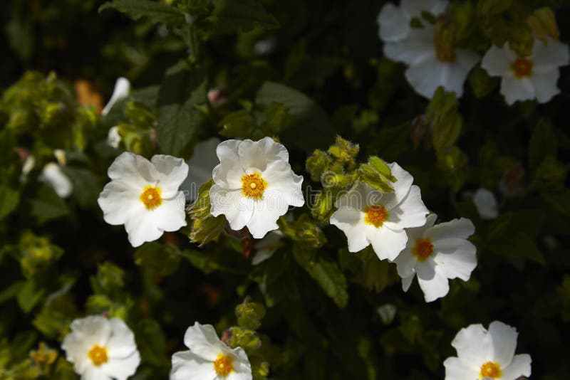 Cistus stock image. Image of aromatic, laxus, flora, yellow - 72982011