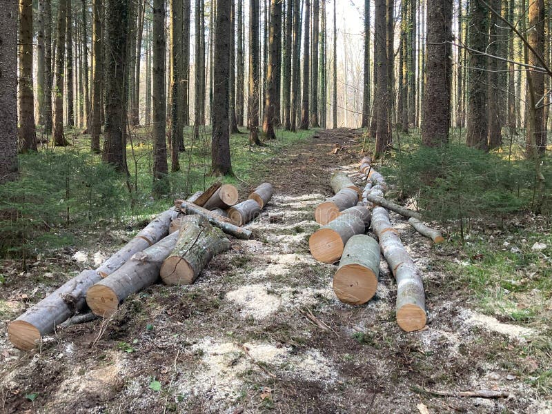 Tree Trunk on the Ground Surrounded by Woods and Meadow in a Forest ...