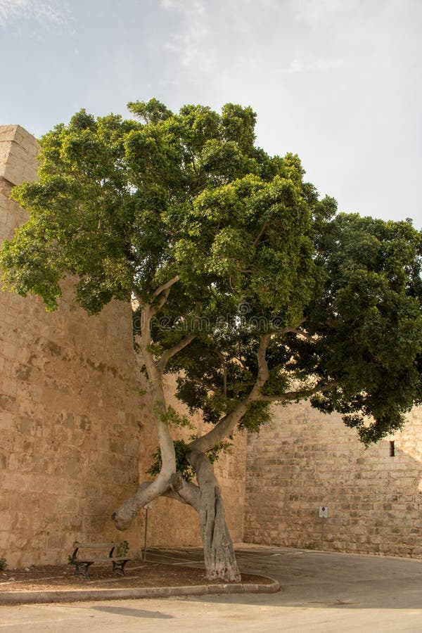 Tree Near City Wall Mdina Malta Stock Photos - Free & Royalty-Free ...