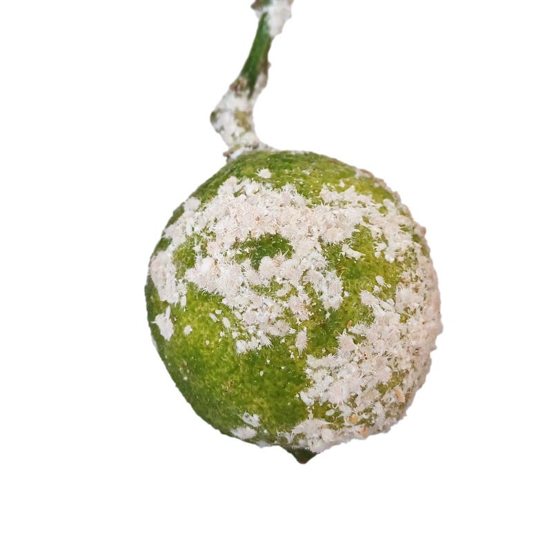 Citriculus Mealybug, Pseudococcus Cryptus Stock Photo - Image of scale ...