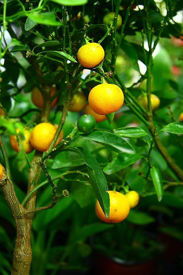 Planta De Calamondino Com O Fruto, Amadurecendo Imagem de Stock ...