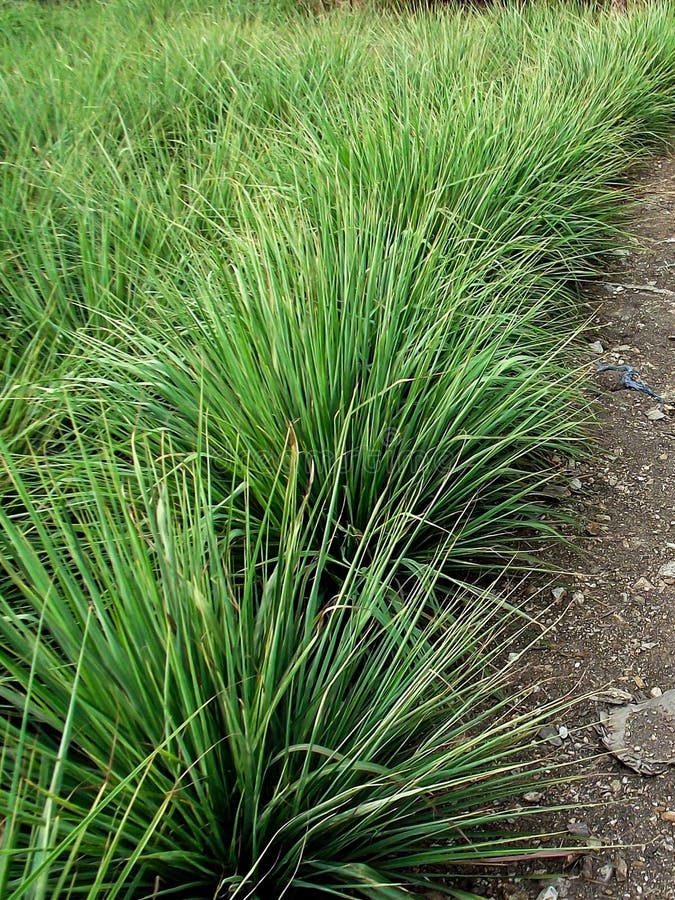 Citroengras stock foto. Afbeelding bestaande uit plantaardig - 55012008