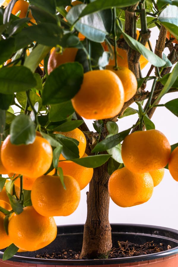 Citrofortunella Microcarpa - Calamondin Tree Stock Photo - Image of ...
