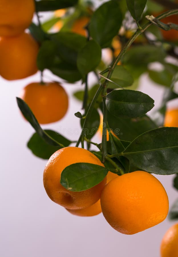 Citrofortunella Microcarpa - Calamondin Tree Stock Photo - Image of ...