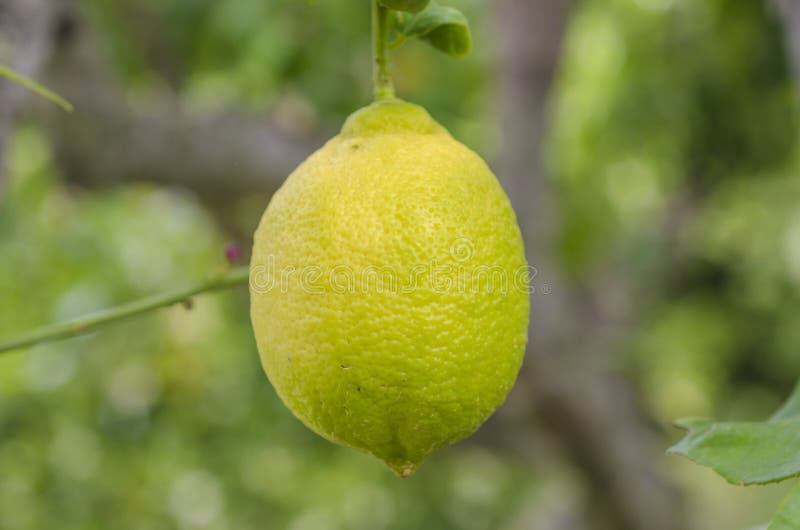 Citron fotografering för bildbyråer. Bild av soligt, vitt - 80995333