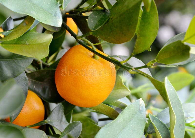 Citron stock image. Image of skin, fruit, tree, hang - 40717085