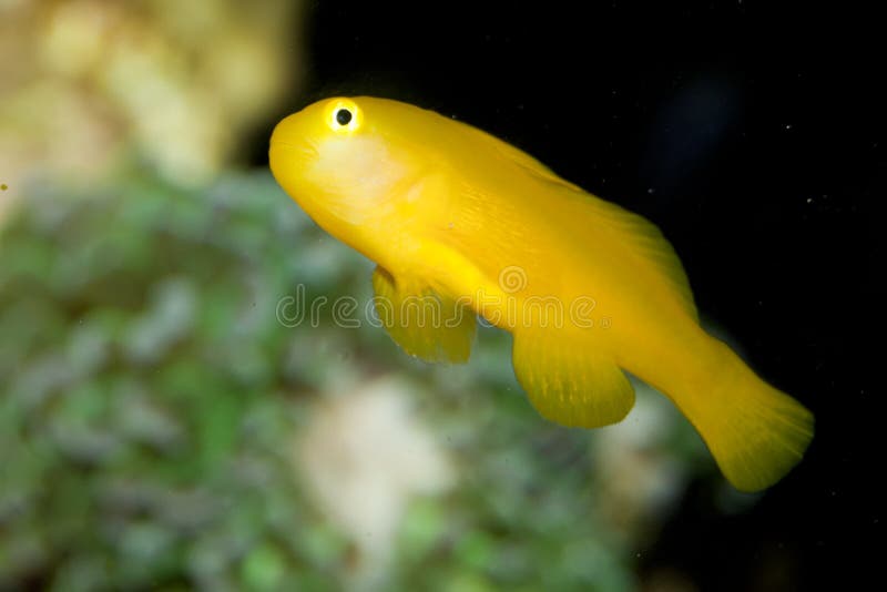 Citron Clown Goby stock photo. Image of reef, gobiodon - 17853242