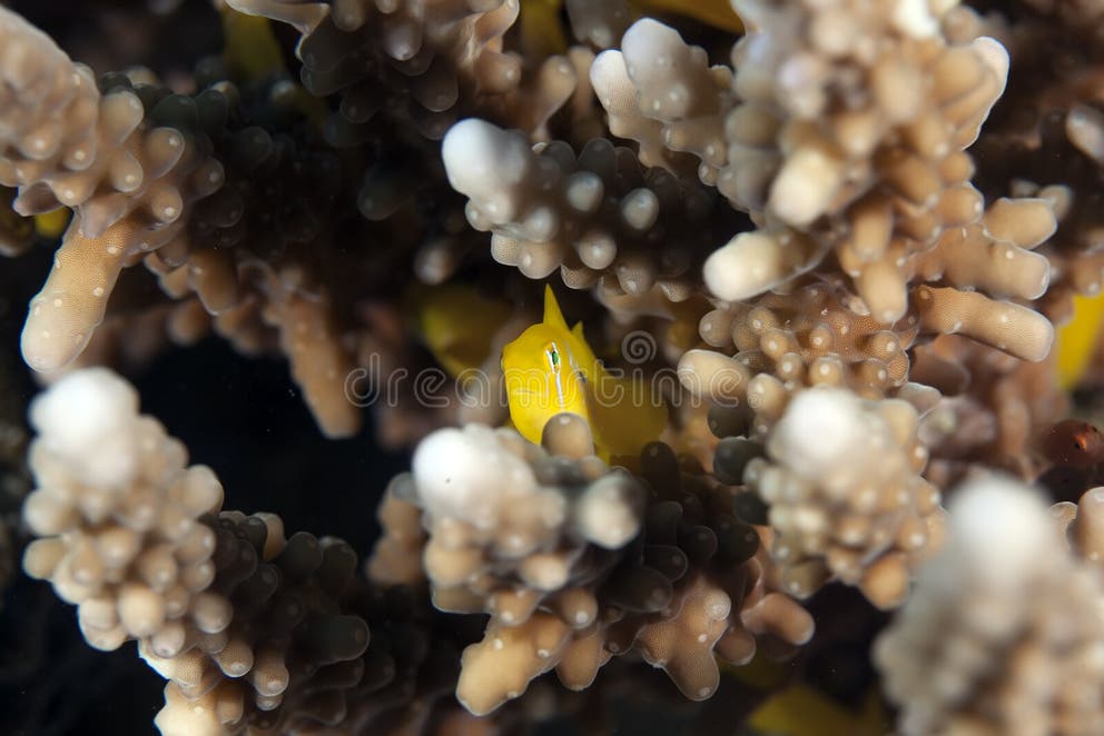 Citron coral goby stock image. Image of aqua, nature - 11435477