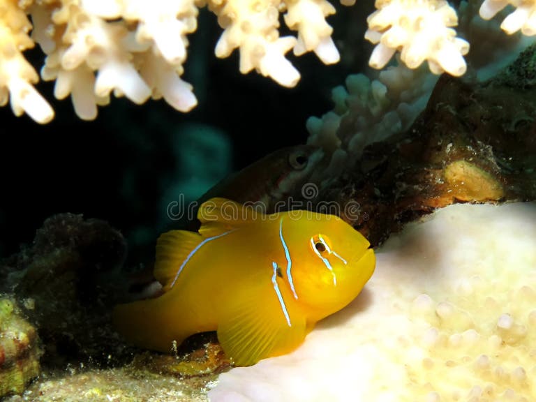 Citron coral goby stock photo. Image of goby, hardcoral - 11747840