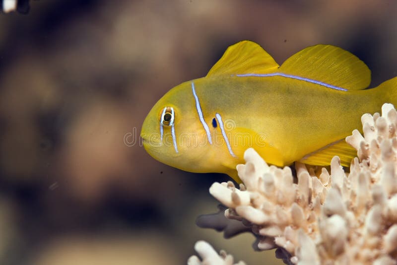 Citron Coral Goby (gobiodon Citrinus) Stock Image - Image of tropical ...