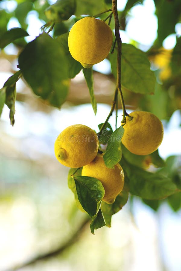 Grande Côte Italie D'Amalfi De Citron Image stock - Image du italien ...