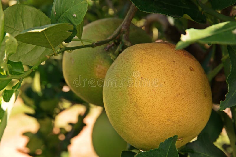 Citron Fruit, Large Fragrant Citrus Fruit with a Thick Rind Stock Image ...