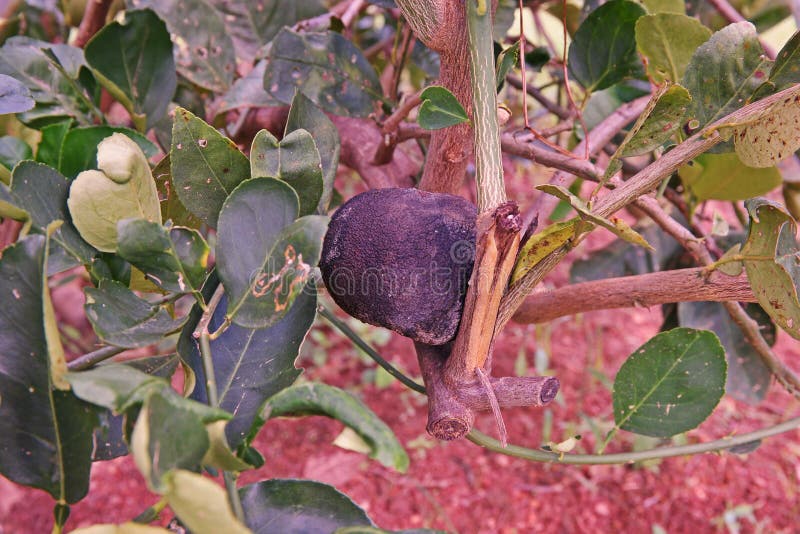 Citron fruit rot in field stock photo. Image of food - 102333030